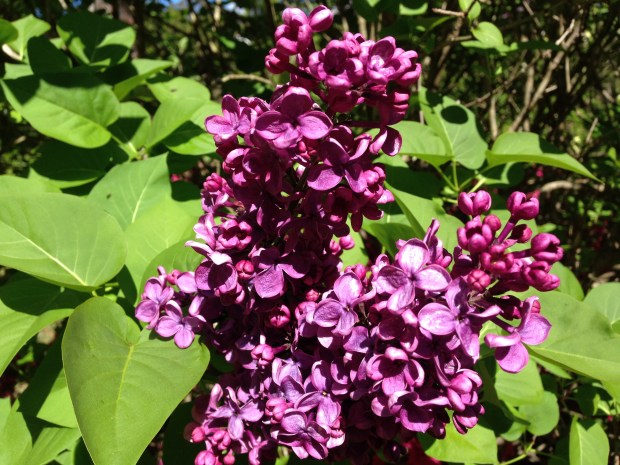 The Best Place to Garden in Australia? – Janna Schreier Garden Design