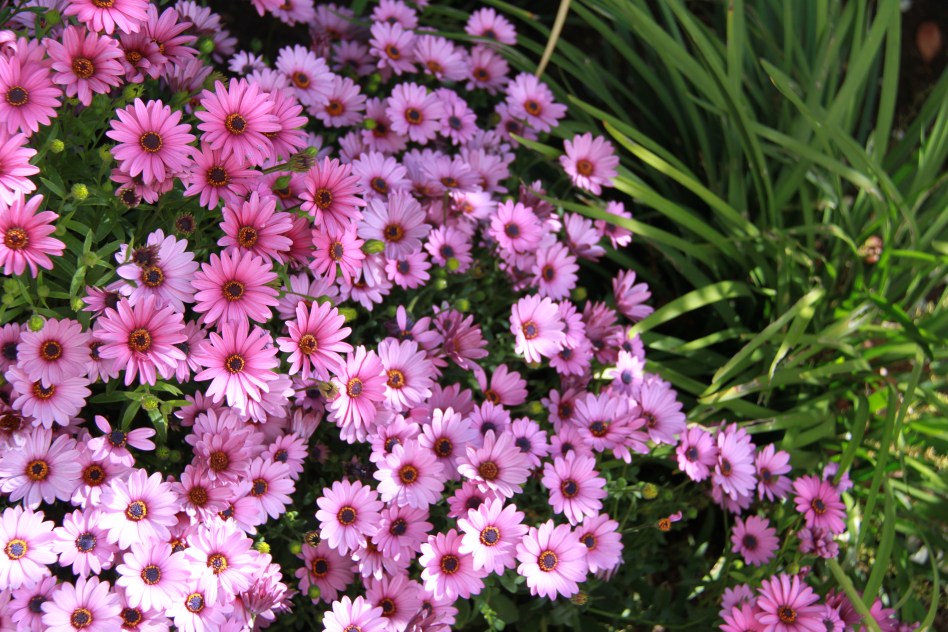 Simple Garden Design Trick: Repeater Plants – Janna Schreier Garden Design
