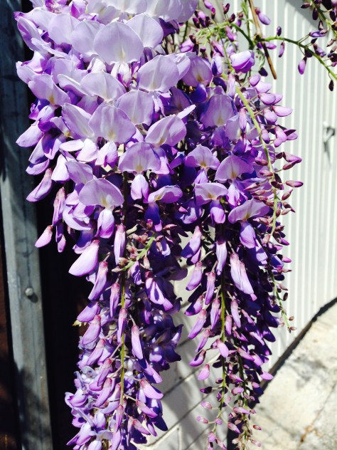 Top 10 Spring Flowers for Sydney – Janna Schreier Garden Design