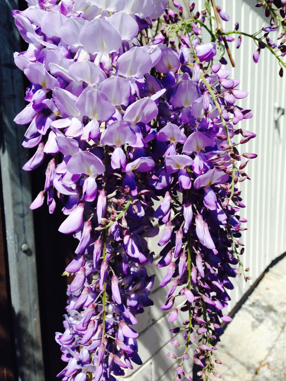 Top 10 Spring Flowers for Sydney – Janna Schreier Garden Design