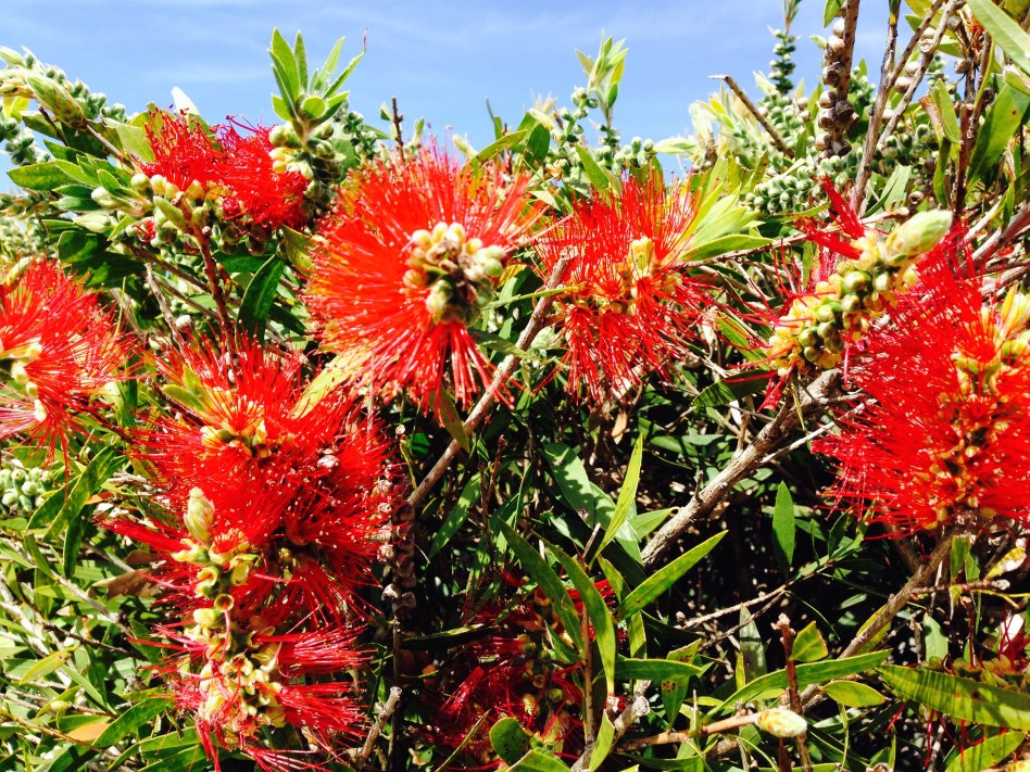 Top 10 Spring Flowers for Sydney – Janna Schreier Garden Design