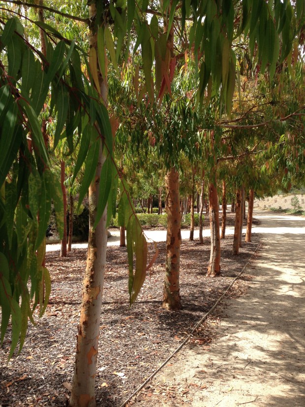 Natives: 3 Tips for a High Impact Australian Garden – Janna Schreier ...