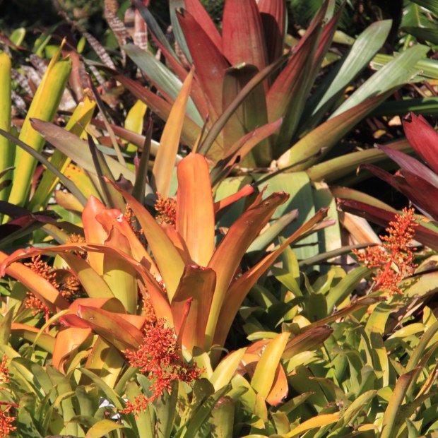 Orange in the Garden: Vibrant or Cheap? – Janna Schreier Garden Design