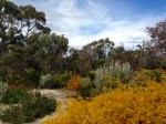 Bold Park’s incredible biodiversity – Janna Schreier Garden Design