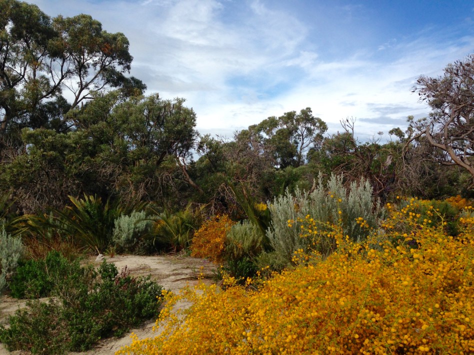 Bold Park’s incredible biodiversity – Janna Schreier Garden Design