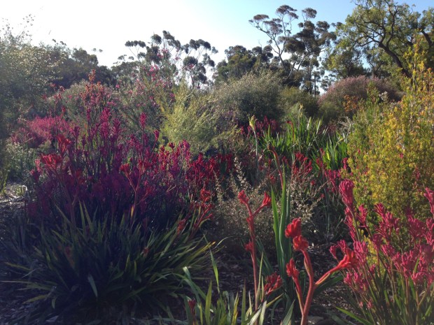 Native and exotic styles at Kings Park, Perth – Janna Schreier Garden ...