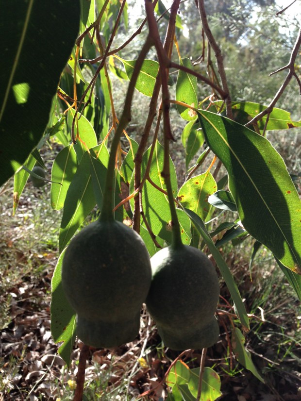 Native and exotic styles at Kings Park, Perth – Janna Schreier Garden ...