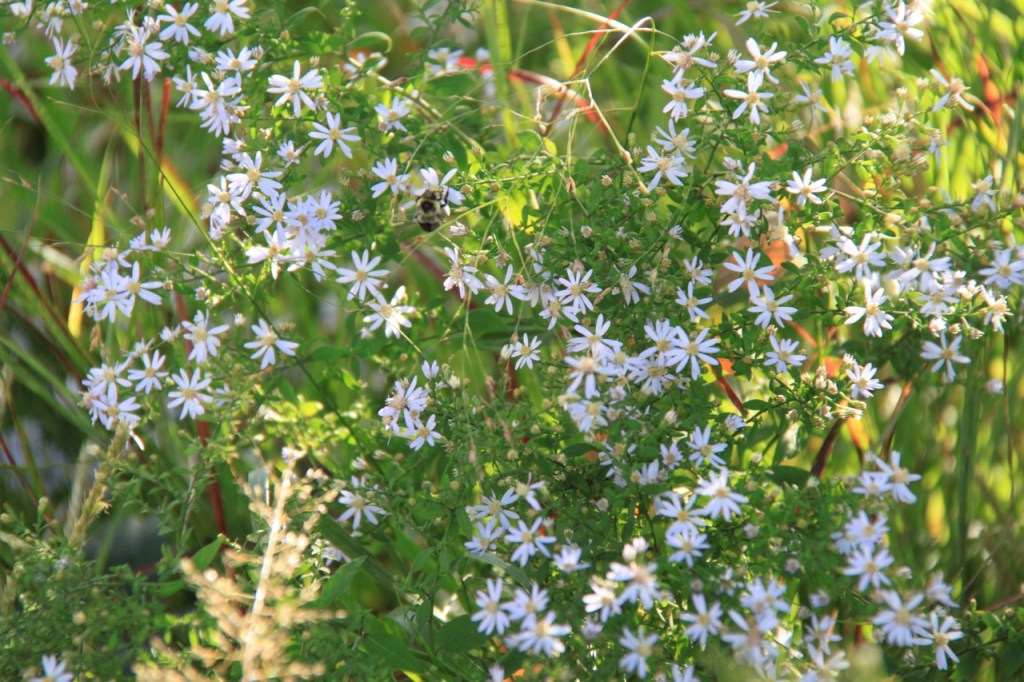 A journey of the High Line planting – Janna Schreier Garden Design