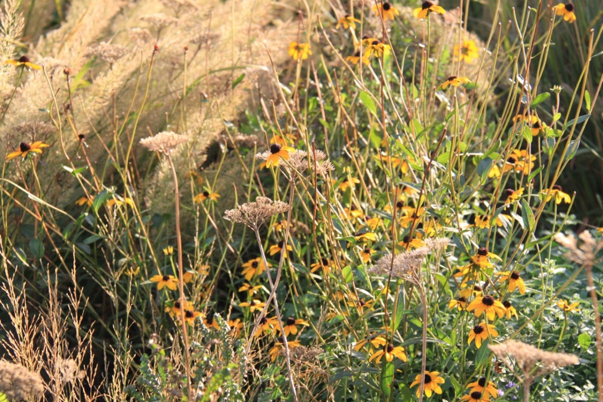 A journey of the High Line planting – Janna Schreier Garden Design