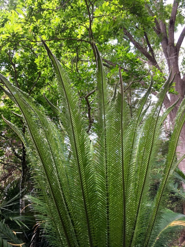 Peckerwood Garden Insider’s Tour, Texas – Janna Schreier Garden Design